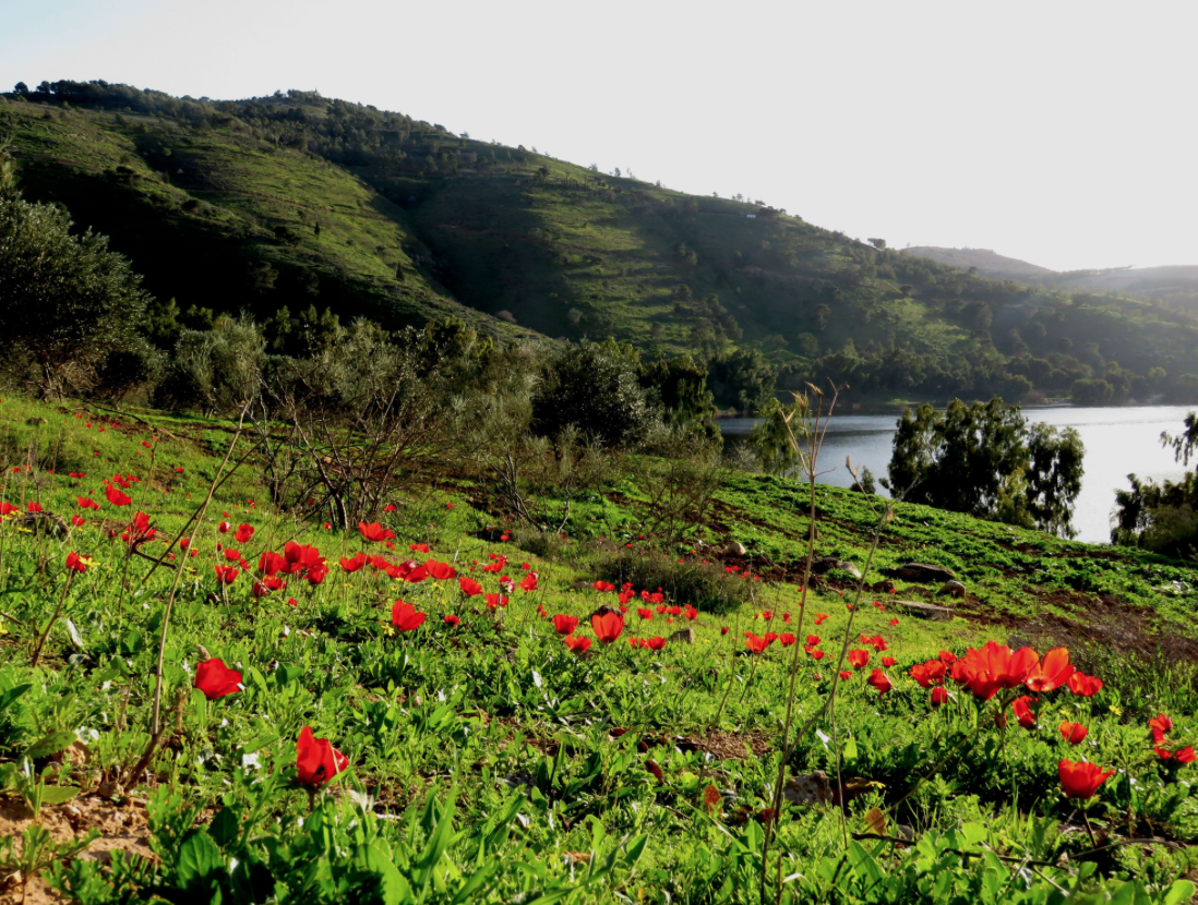 Jordanian Experiences in the Spring